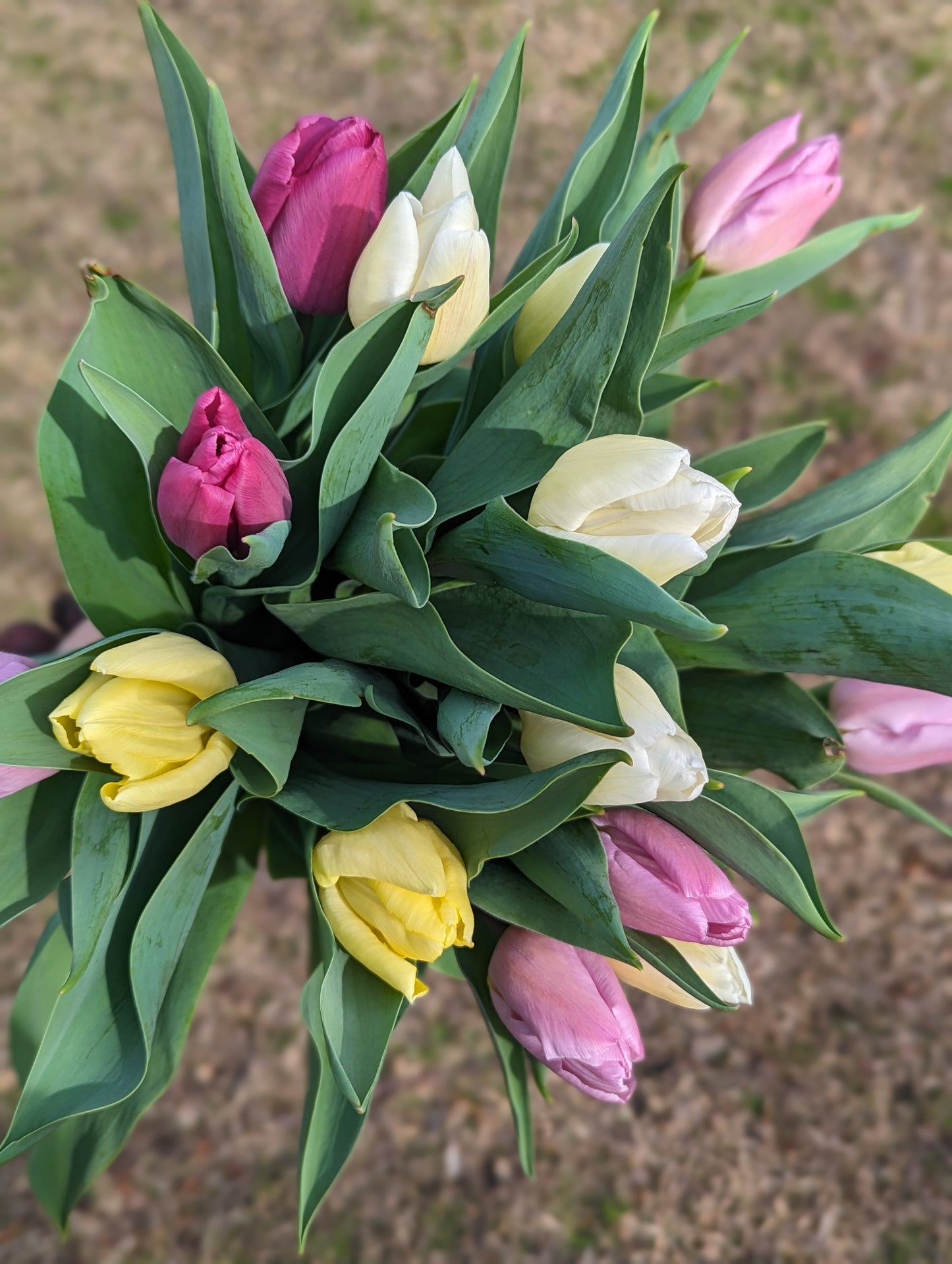 Arrangements – Arranging Sunlight